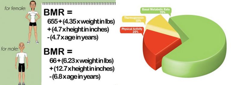 Cách Vận Dụng BMR Giảm Cân Nhanh Và Hiệu Quả - Muscle Fuel - MF
