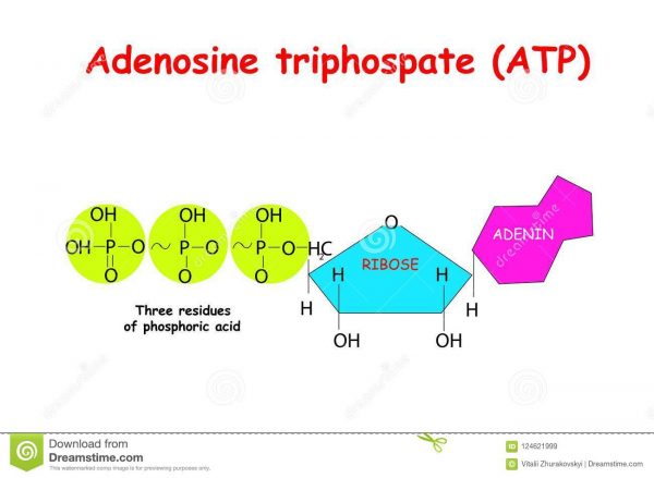 Hệ năng lượng ATP là hợp chất giàu năng lượng. Khi phân hủy.......